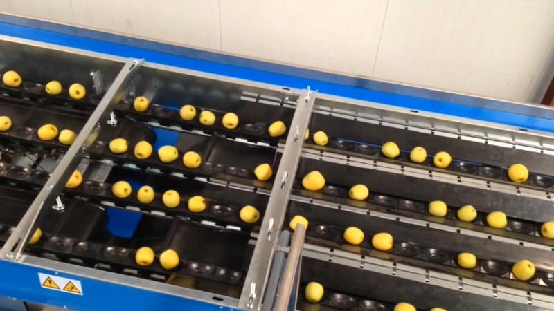 APPLE GRADING & SORTING MACHINES - Futura S.r.l. - dot B