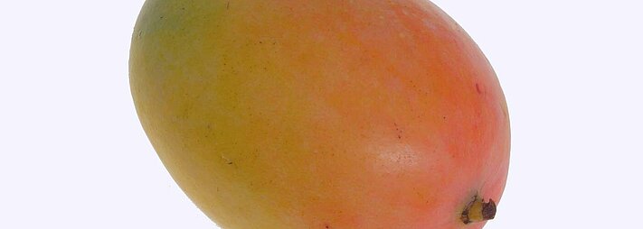 Mango peeling and destoning machine 20 - KRONEN GmbH - dot B